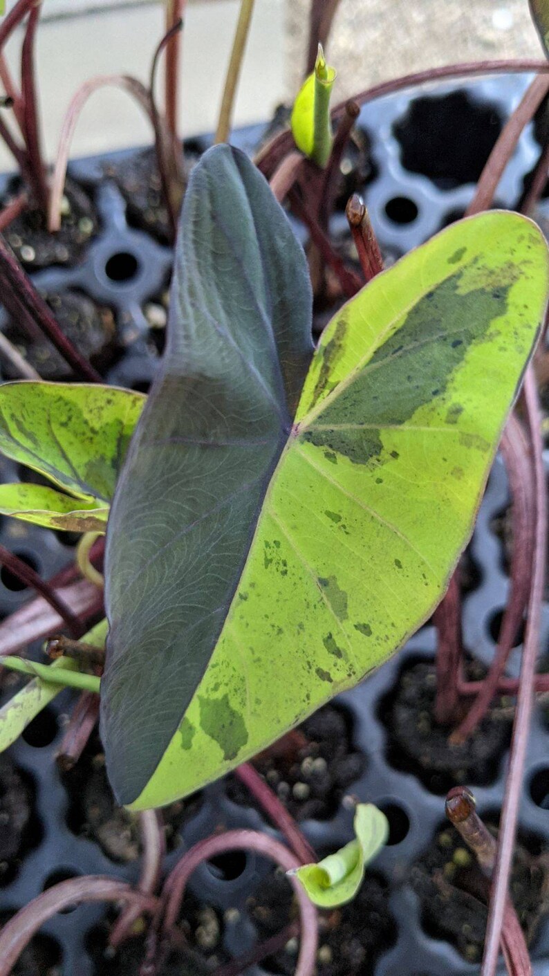 Rare Colocasia Mojito Aka Black Marble Live Starter Plant - Etsy