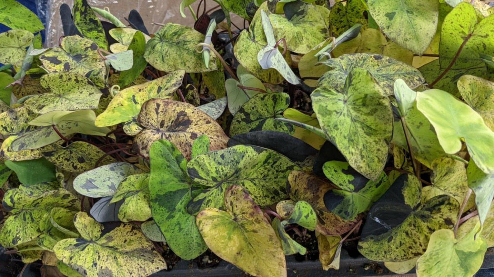 Rare Colocasia Mojito Aka Black Marble Live Starter Plant - Etsy