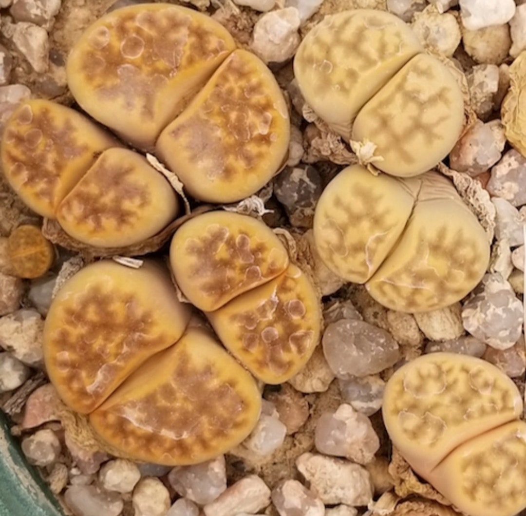 Rare Lithops Living Stone Succulent Cactus Karasmontana Lateritia Sensu ...