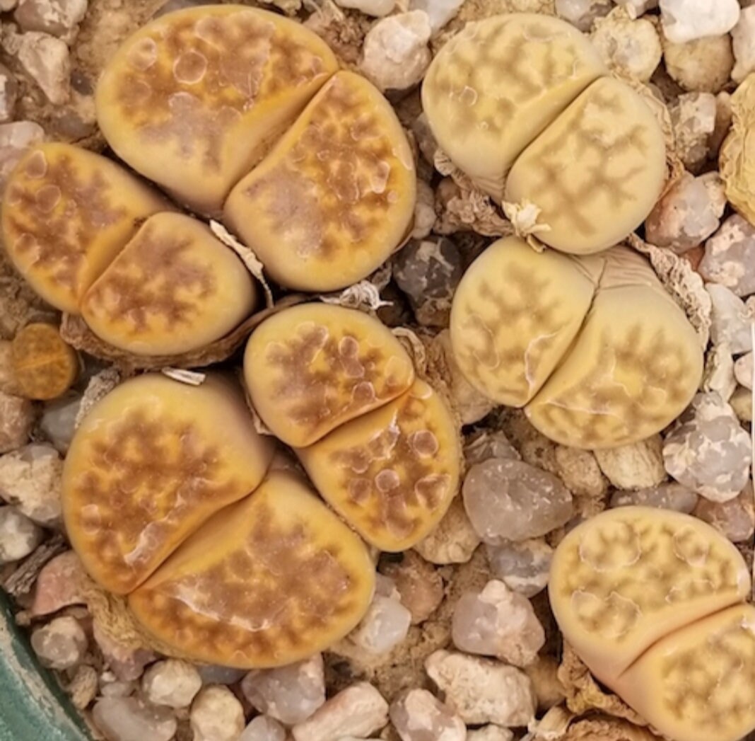 Rare Lithops Living Stone Succulent Cactus Karasmontana | Etsy