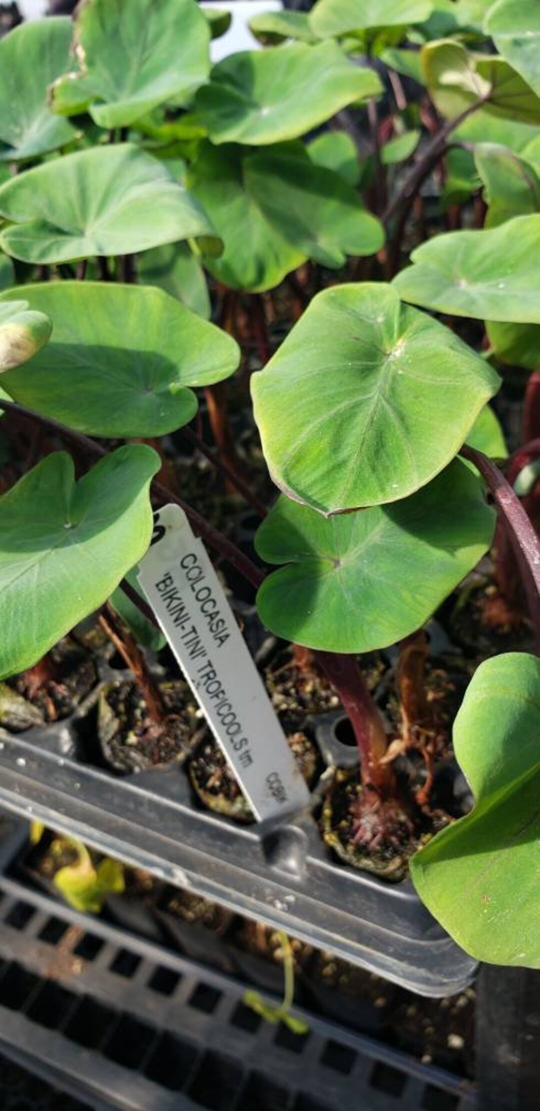 Beautiful Colocasia Bikini-tini Tropicools Elephant Ears Live Starter ...