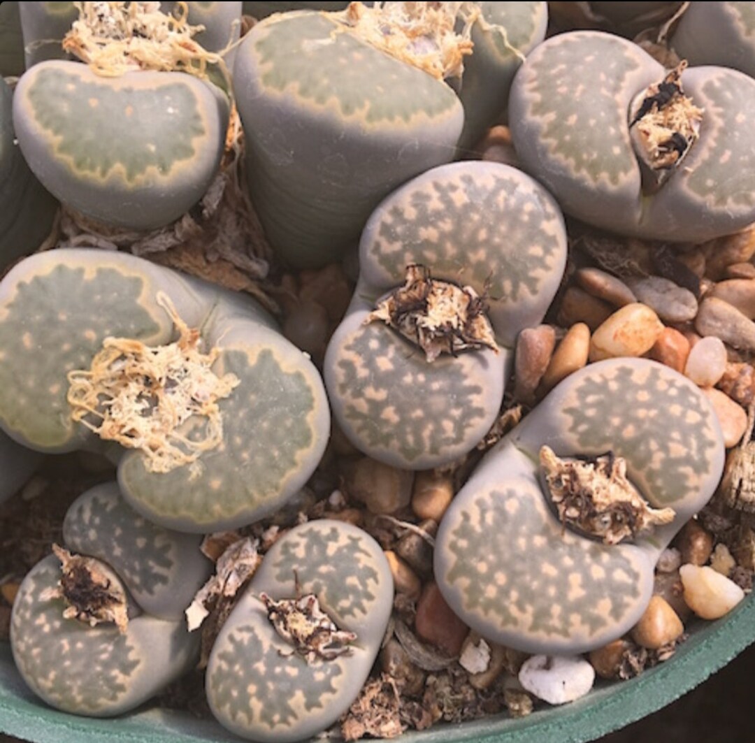 Rare Lithops Salicola C34/16/ Jagged Windows - Qty 10 - Etsy