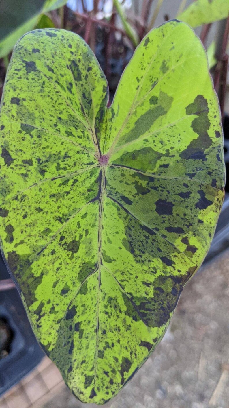 Rare Colocasia Mojito Aka Black Marble Live Starter Plant - Etsy
