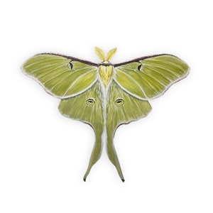 Luna Moth Print Wood Cutout | Wall Art | Cottage Core and Boho Decor ...