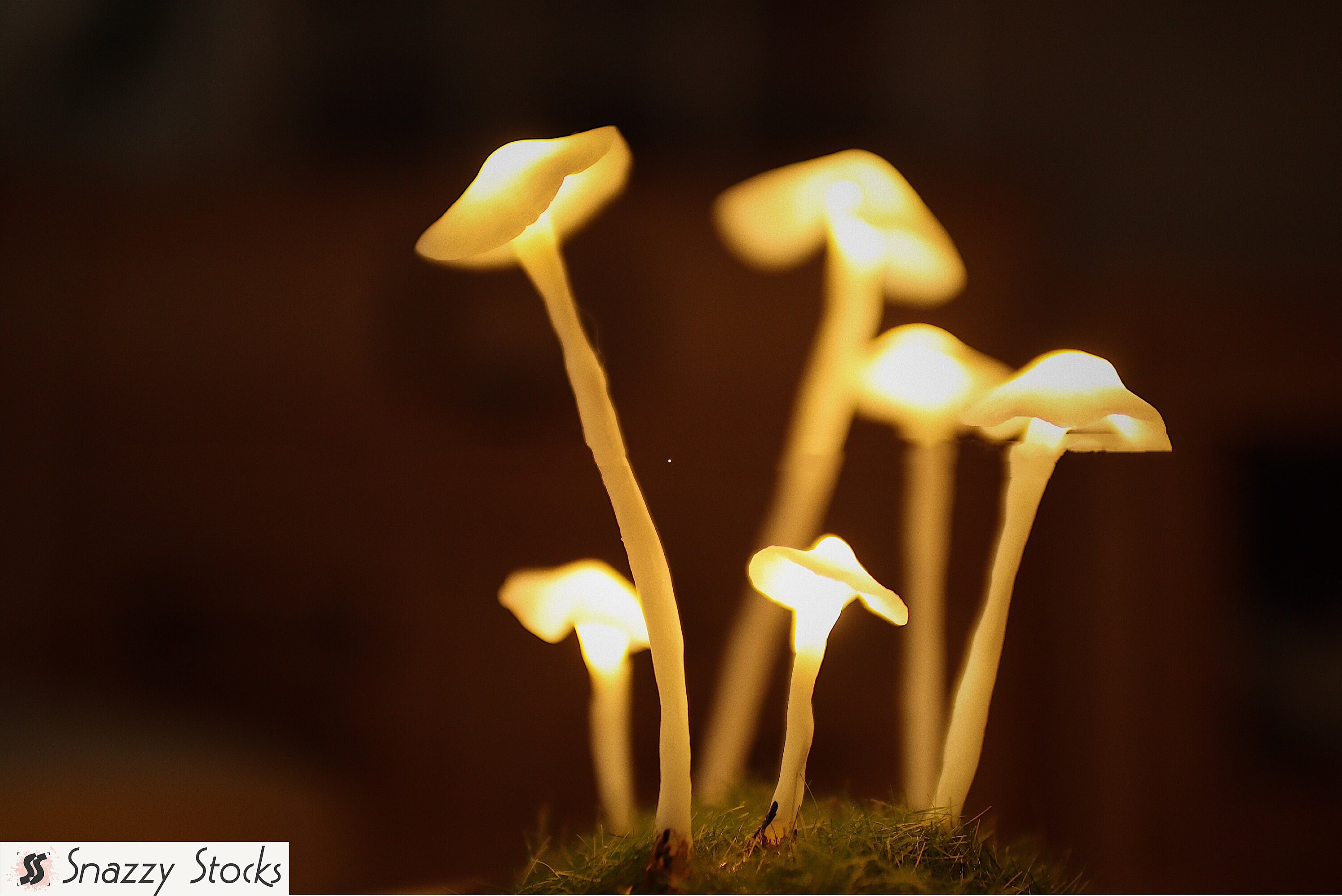Cute Mushroom Lights DIY Mushroom Night Light Crystal - Etsy