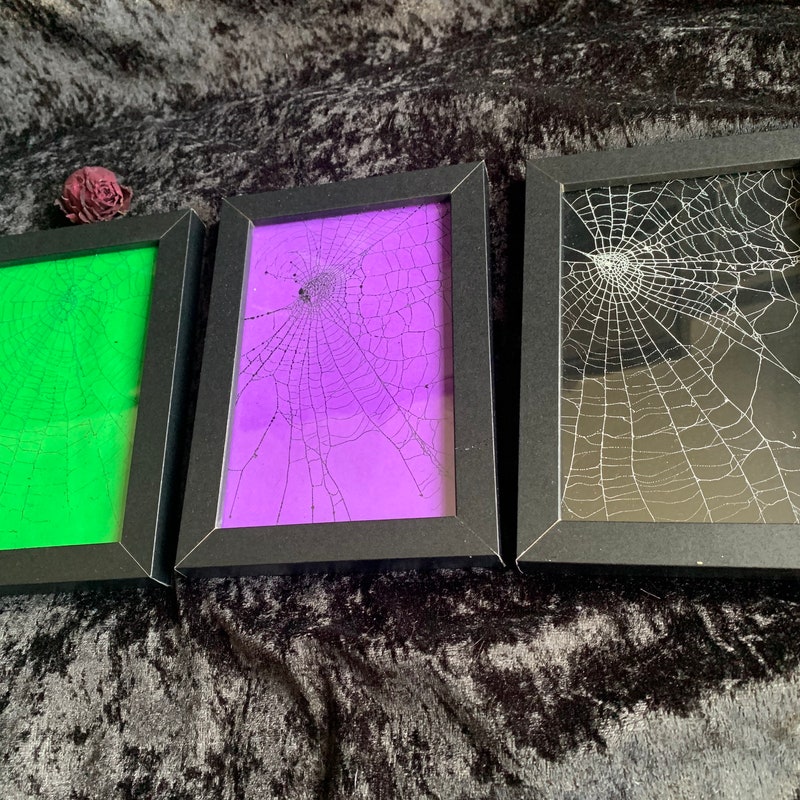 Framed Spider Web - Etsy