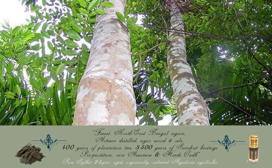 Kala Fol Oudh, 25 Yr Organic Trees Royal Bengal pure Dhen Al Oudh - Etsy