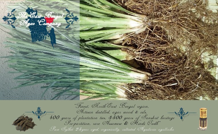 Ruh Khas - Green Vetiver, Royal Bengal - Bandarban Prakritik Oil - Etsy