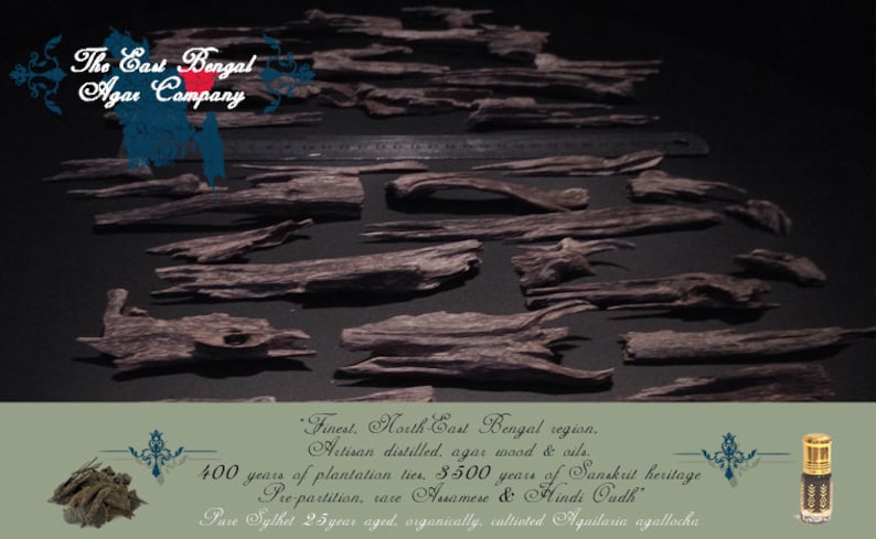 Agarwood Sultan A - 50 Year Tree. Royal Bengal Oudh “sylhet/assam Belt ...