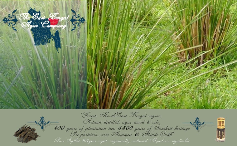 Ruh Khas - Green Vetiver, Royal Bengal - Bandarban Prakritik Oil - Etsy