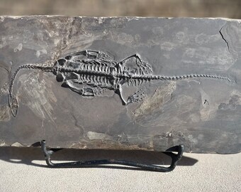 Fossil Custom Stand - Etsy