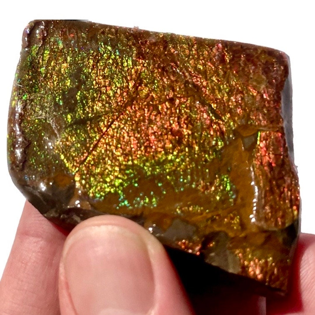 Flashy, Colorful Large Ammolite Specimen Iridescent Ammonite Piece 59mm ...