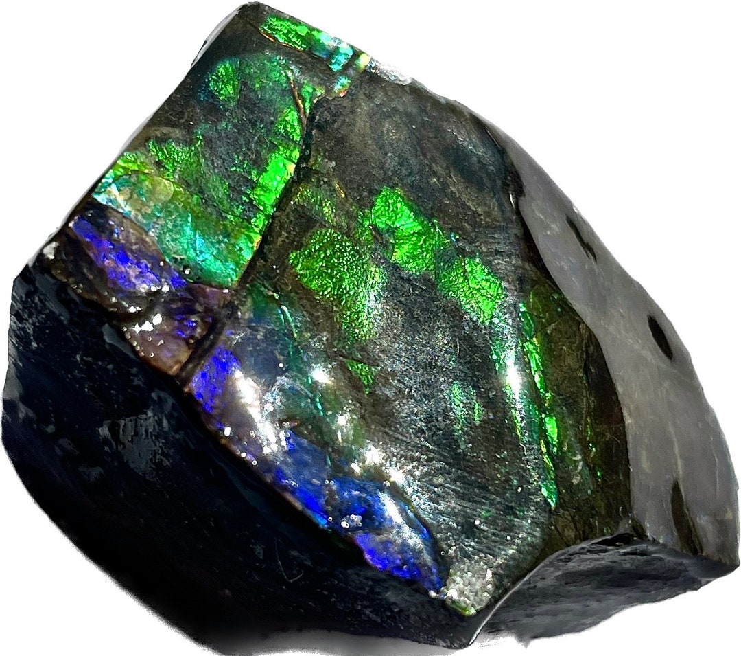 Stunning Blue/green Ammolite Specimen— Prepared Iridescent Ammonite ...