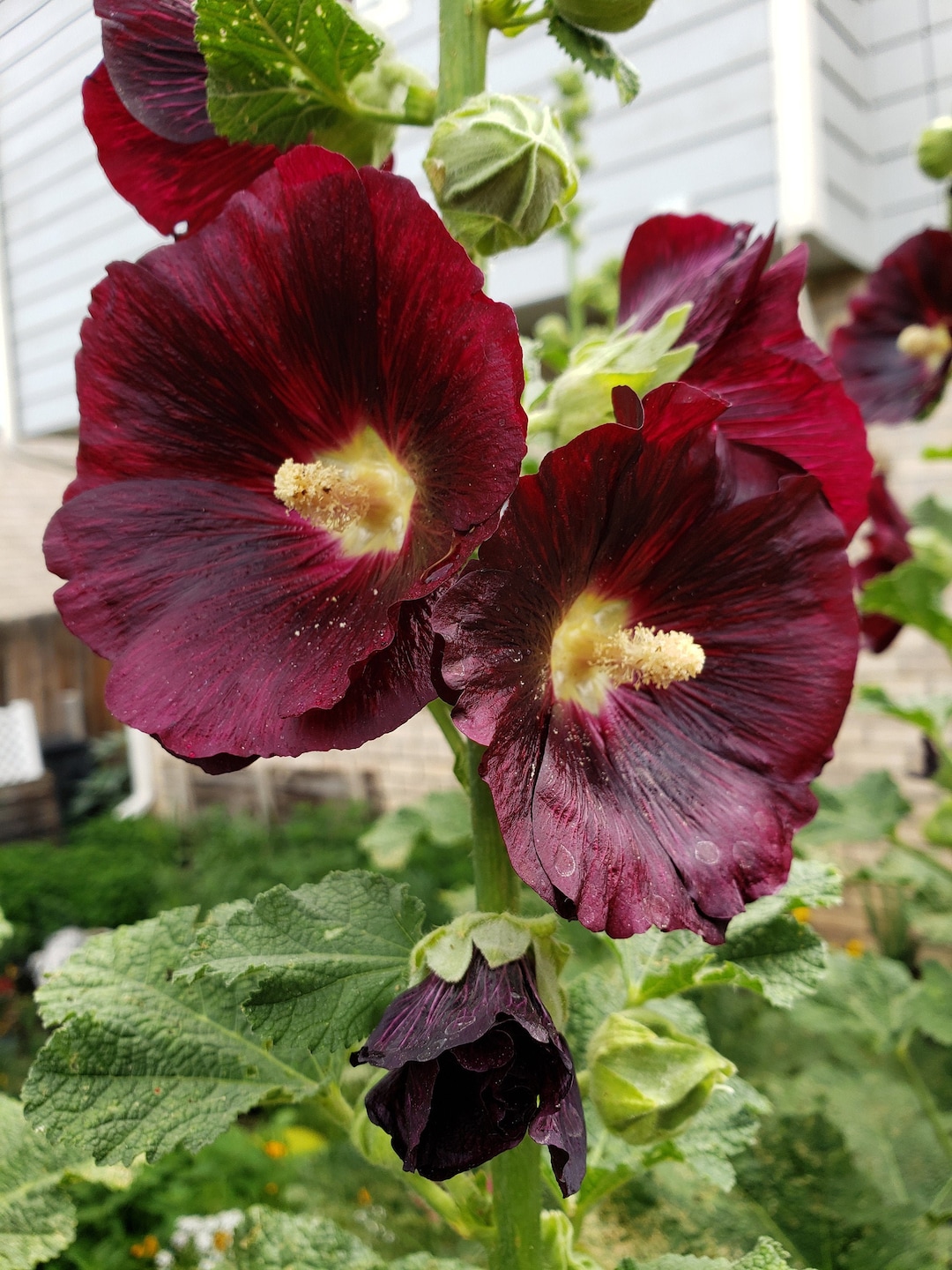 Purple Hollyhock Seeds in a Bottle - Etsy
