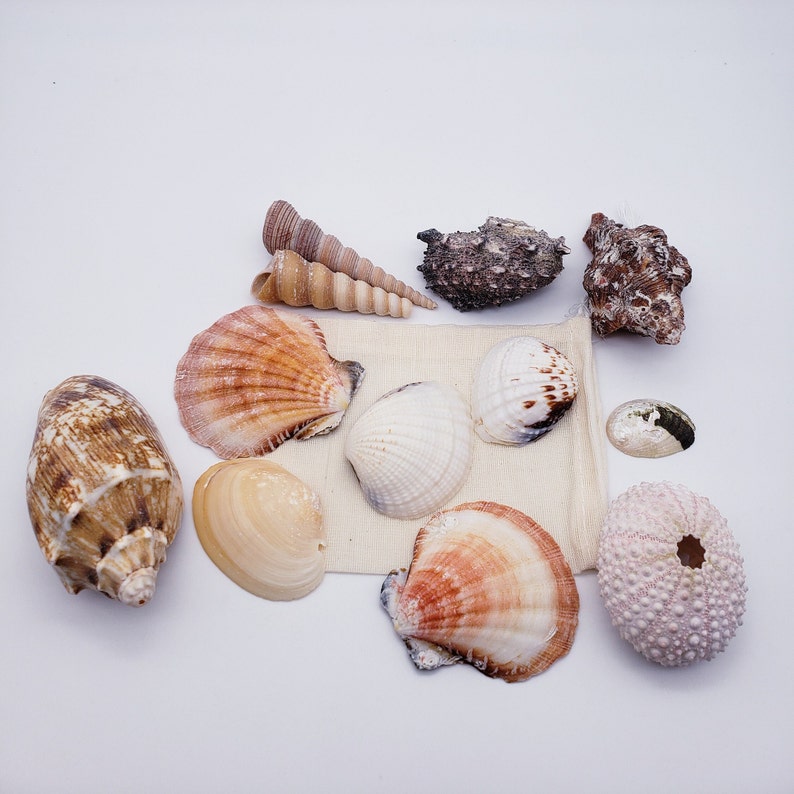 Sea Witch Altar Kit/baby Witch/gift Set / Gift Box Includes - Etsy