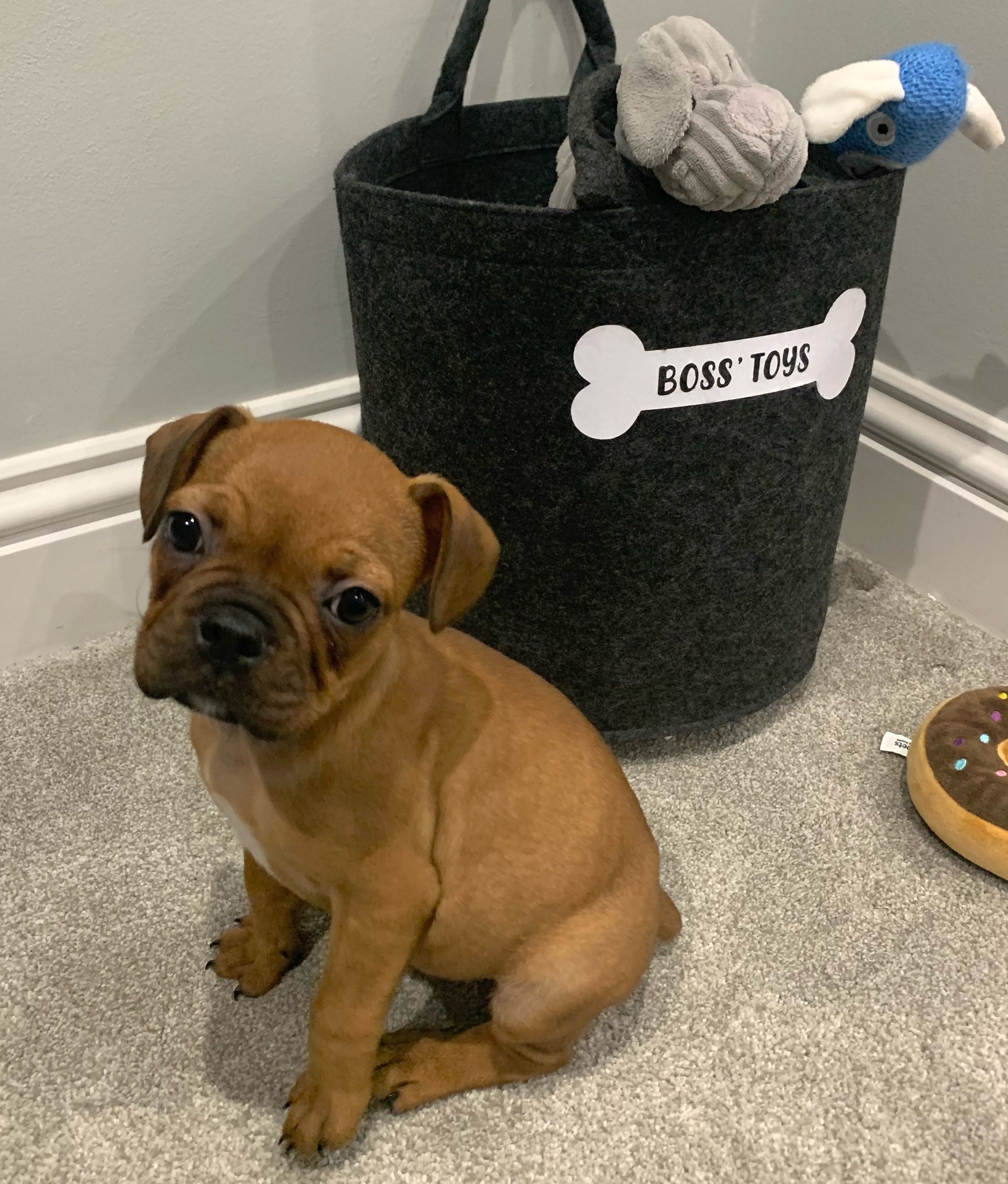 PERSONALISED STORAGE BASKET Storage Bucket Dog Toys Bucket - Etsy UK