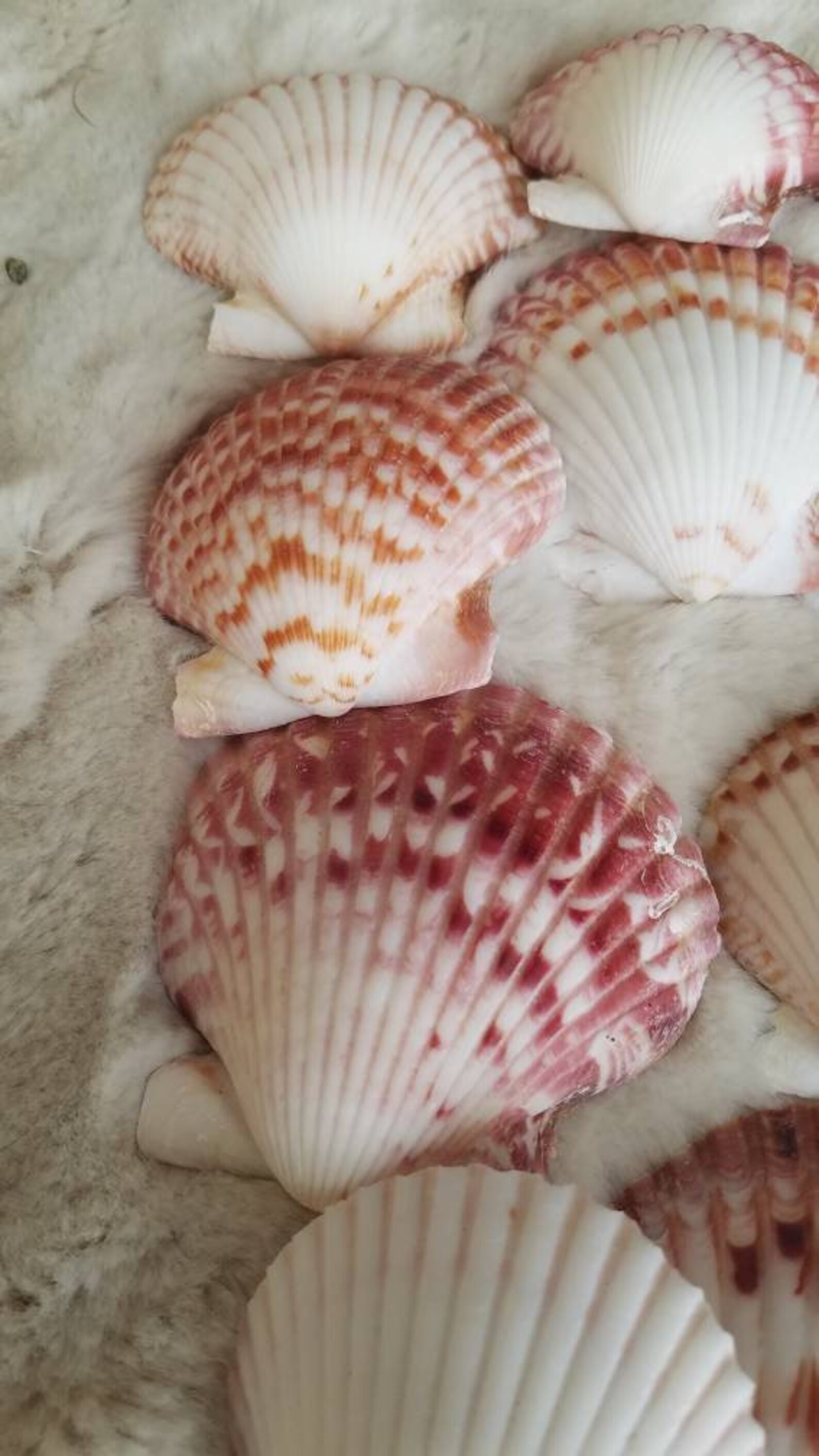 16 Calico Atlantic Ocean Scallop Shells - Etsy