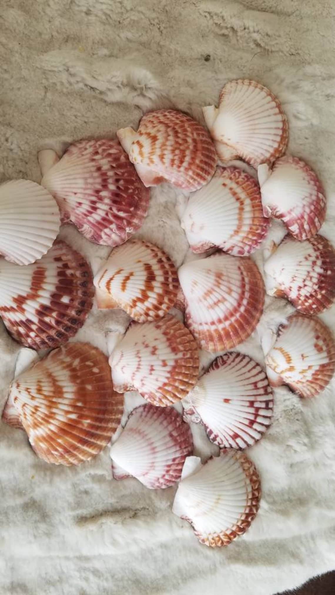 16 Calico Atlantic Ocean Scallop Shells - Etsy