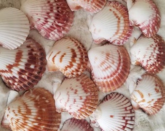 Atlantic Scallop Shells - Etsy
