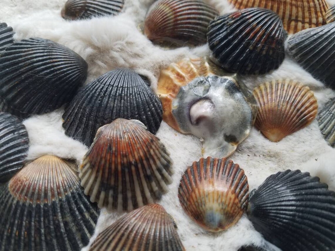 50 shellacked Atlantic Ocean shells | Etsy