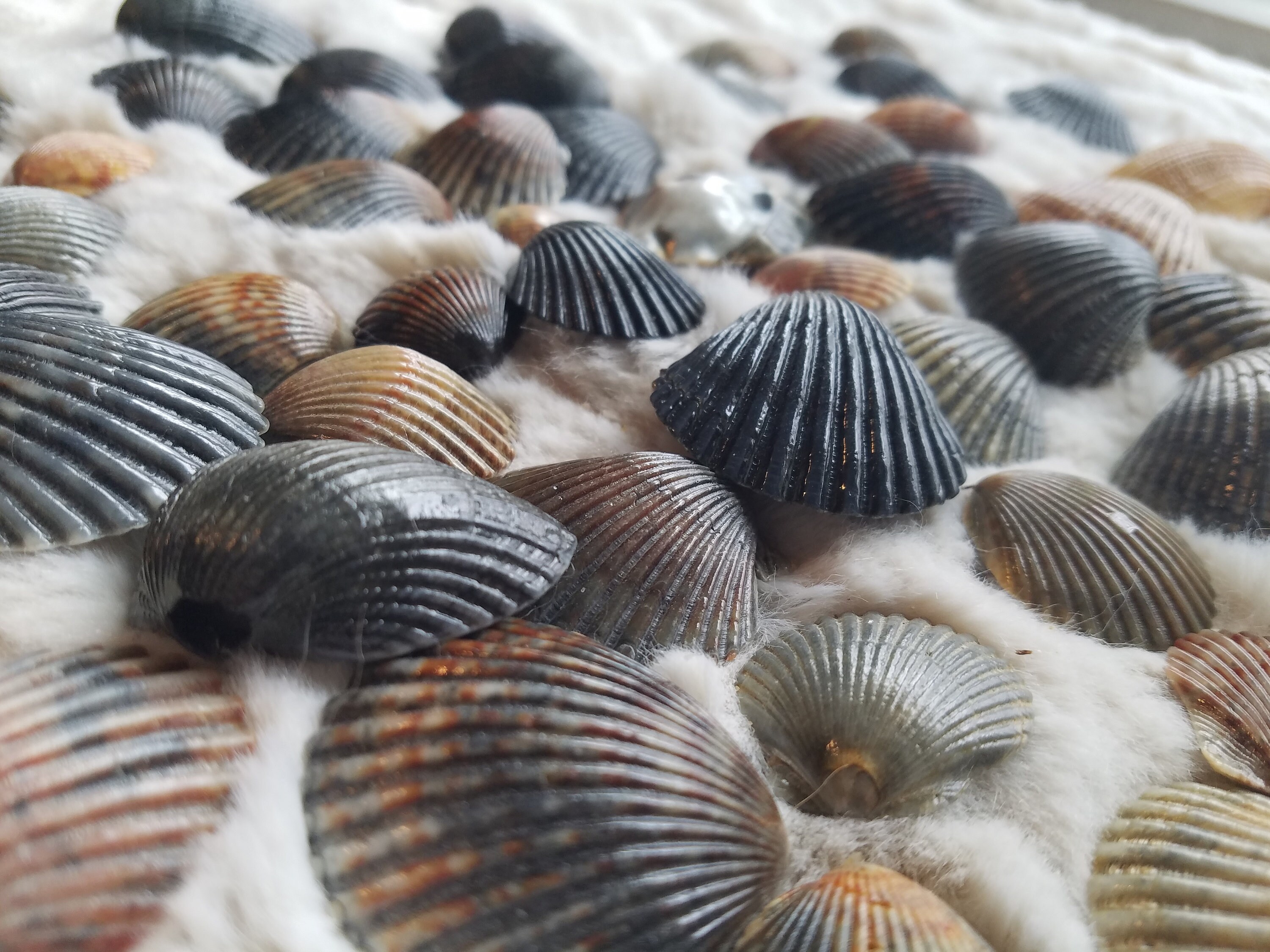 50 shellacked Atlantic Ocean shells | Etsy