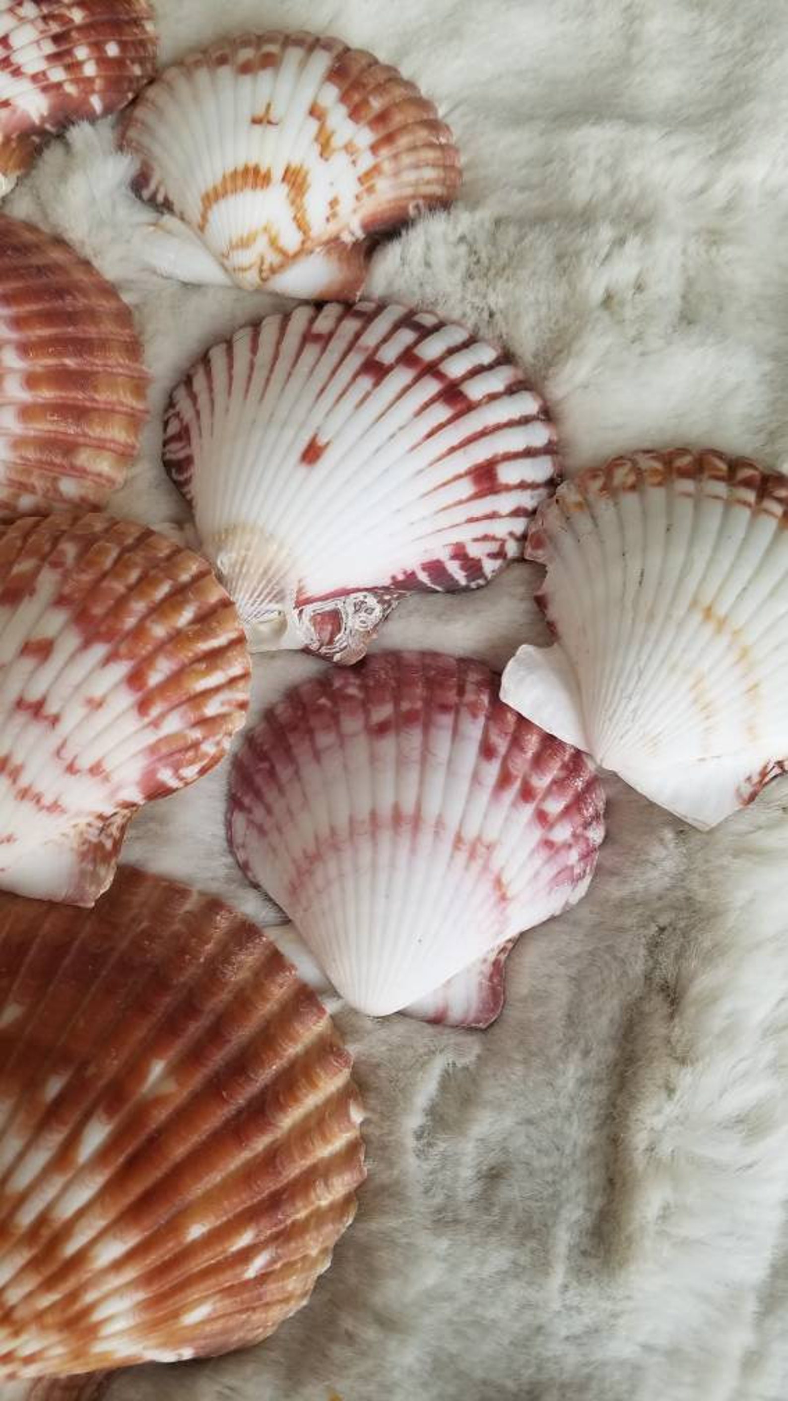 16 Calico Atlantic Ocean Scallop Shells - Etsy
