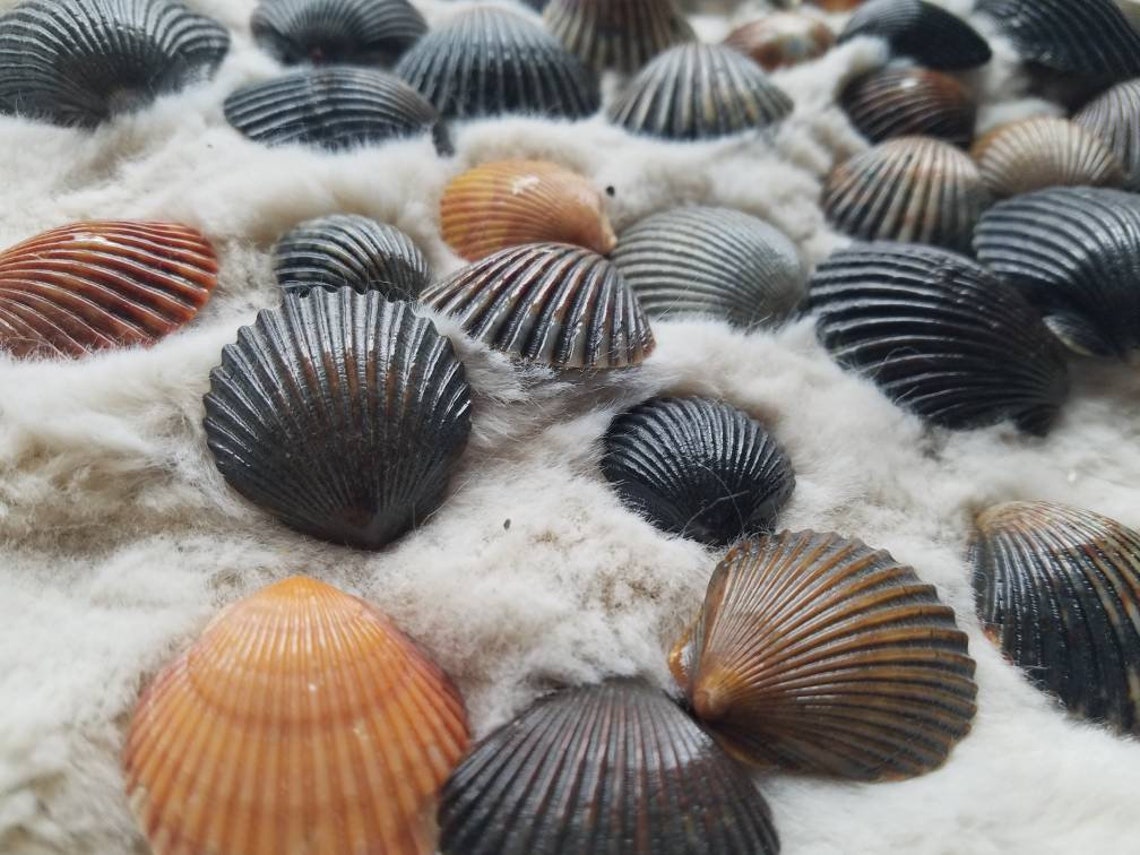 50 shellacked Atlantic Ocean shells | Etsy