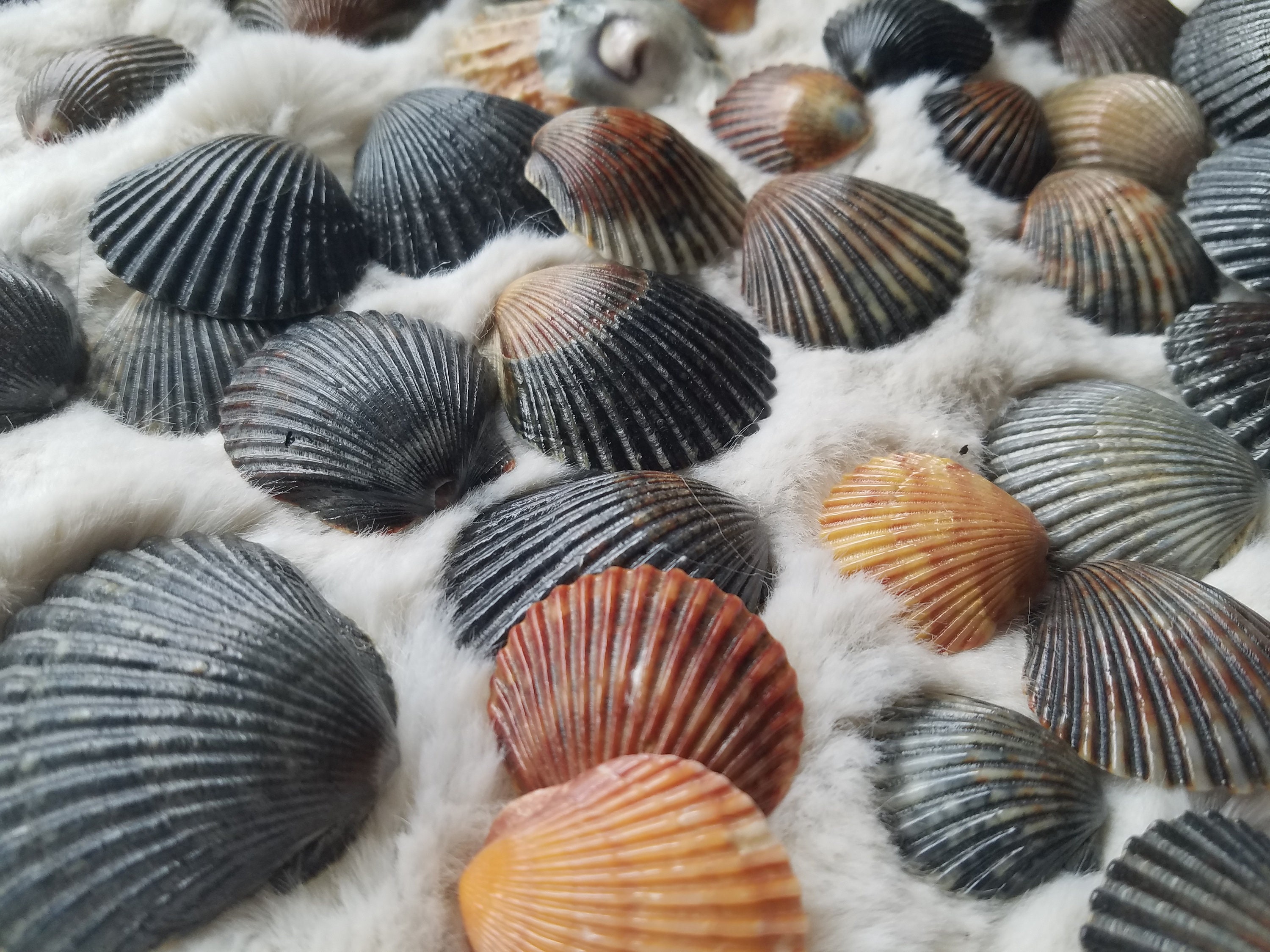 50 shellacked Atlantic Ocean shells | Etsy