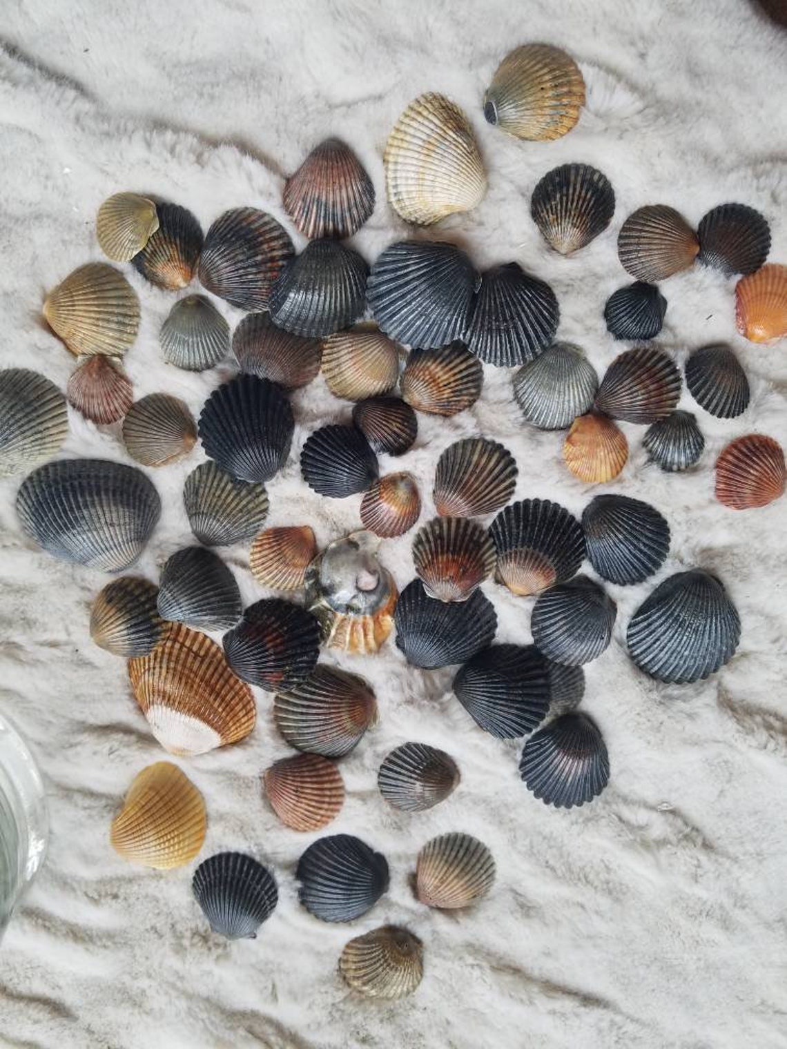 50 shellacked Atlantic Ocean shells | Etsy