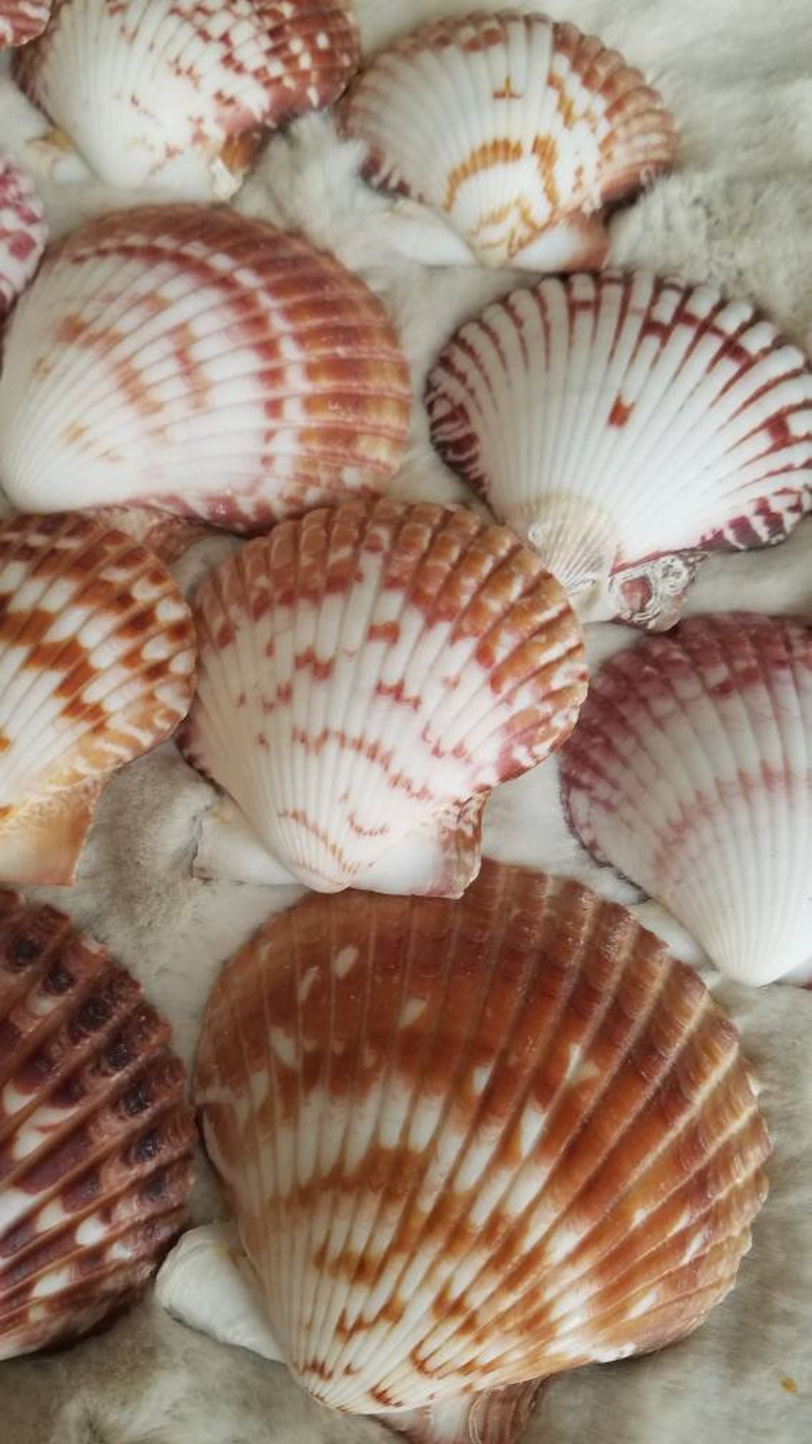 16 Calico Atlantic Ocean Scallop Shells | Etsy