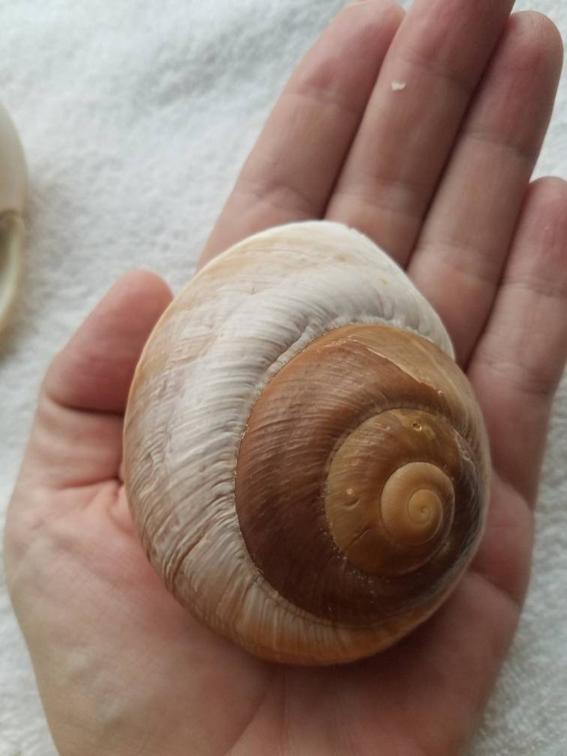 Giant Hermit Crab Shells | Etsy