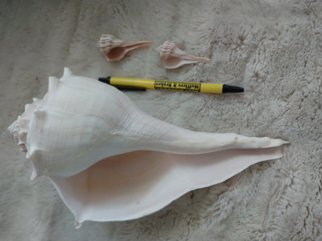 1 Prestine White Lightening Whelk and 2 Baby Lightening Whelks - Etsy