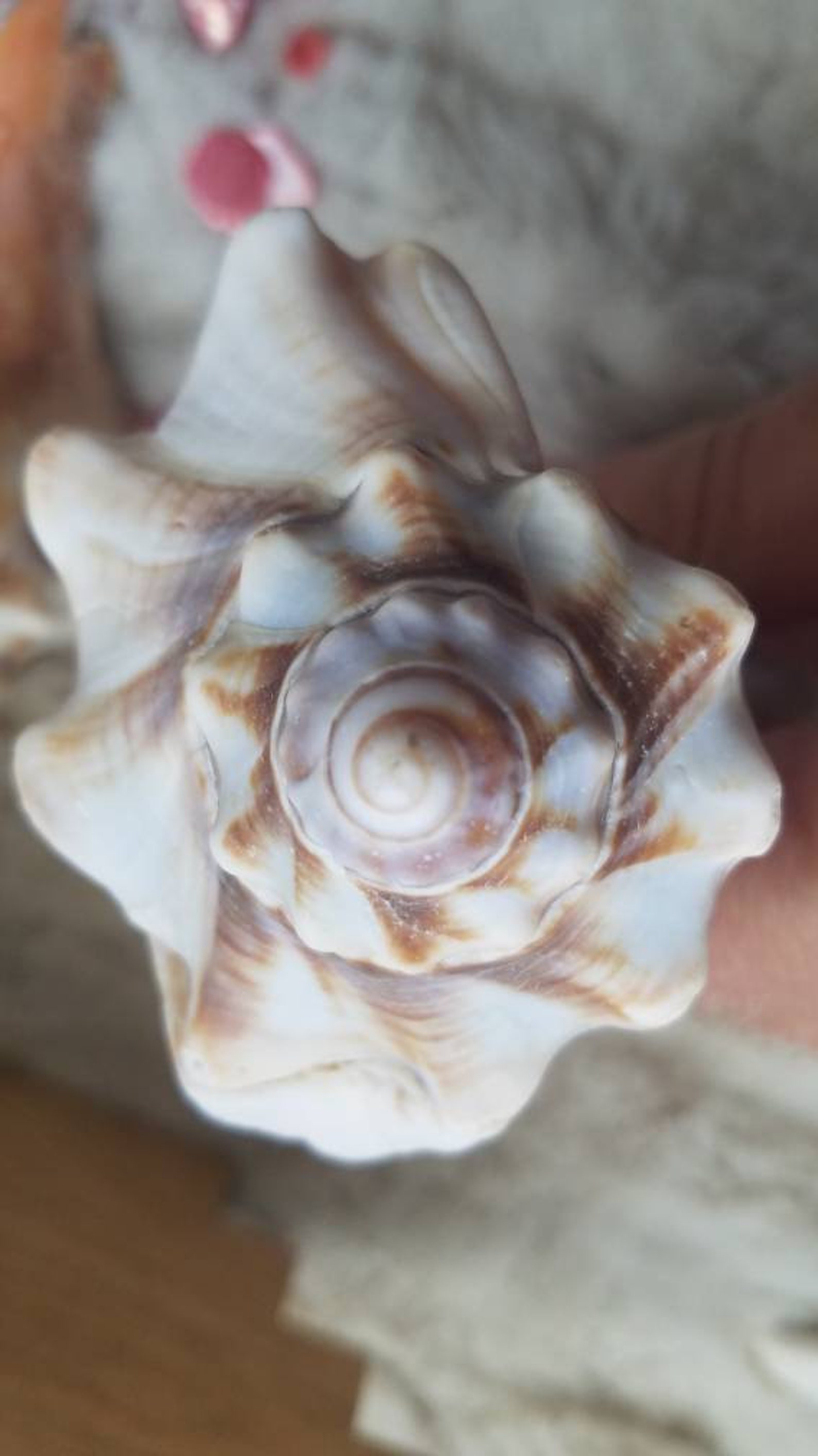 5 beautiful welk conch shells 4 knobbed | Etsy