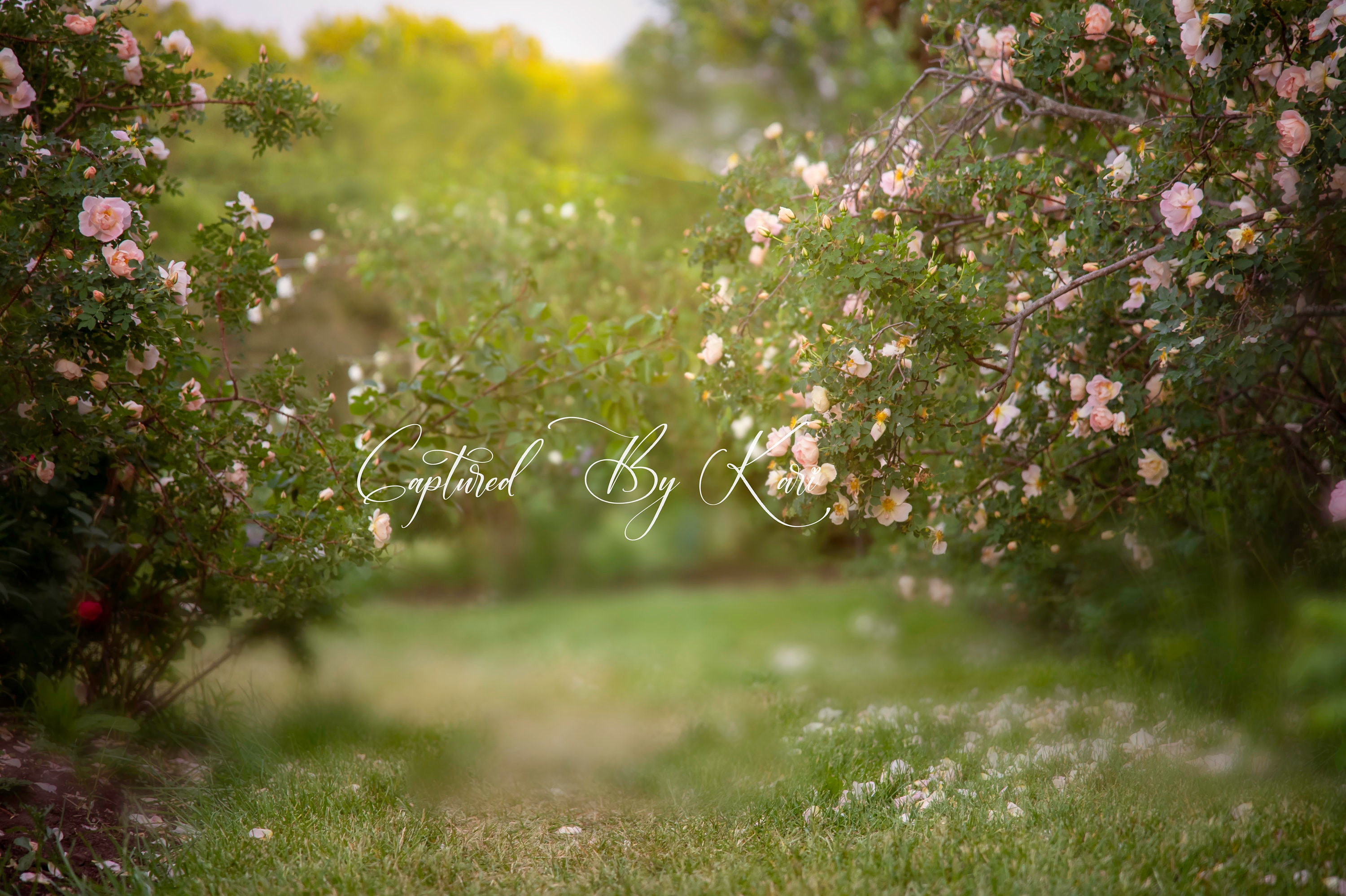 Rose Garden Digital Background - Etsy