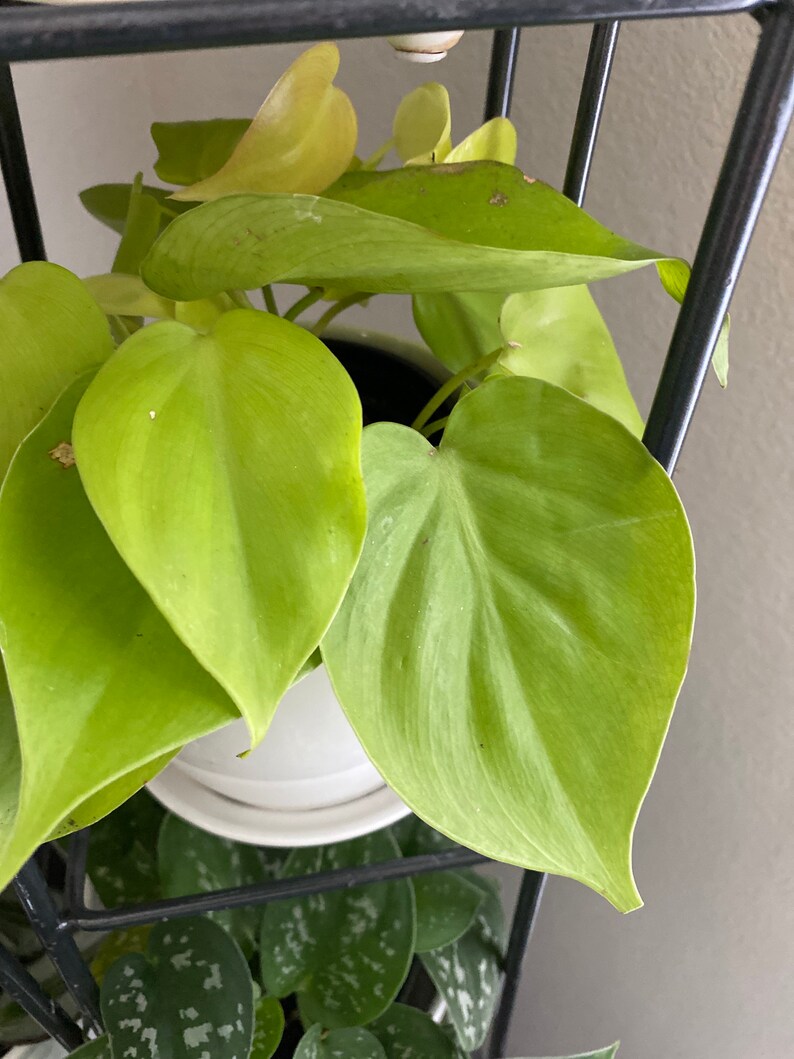 Cuttings Pothos Philodendron Monstera Brazil Micans | Etsy