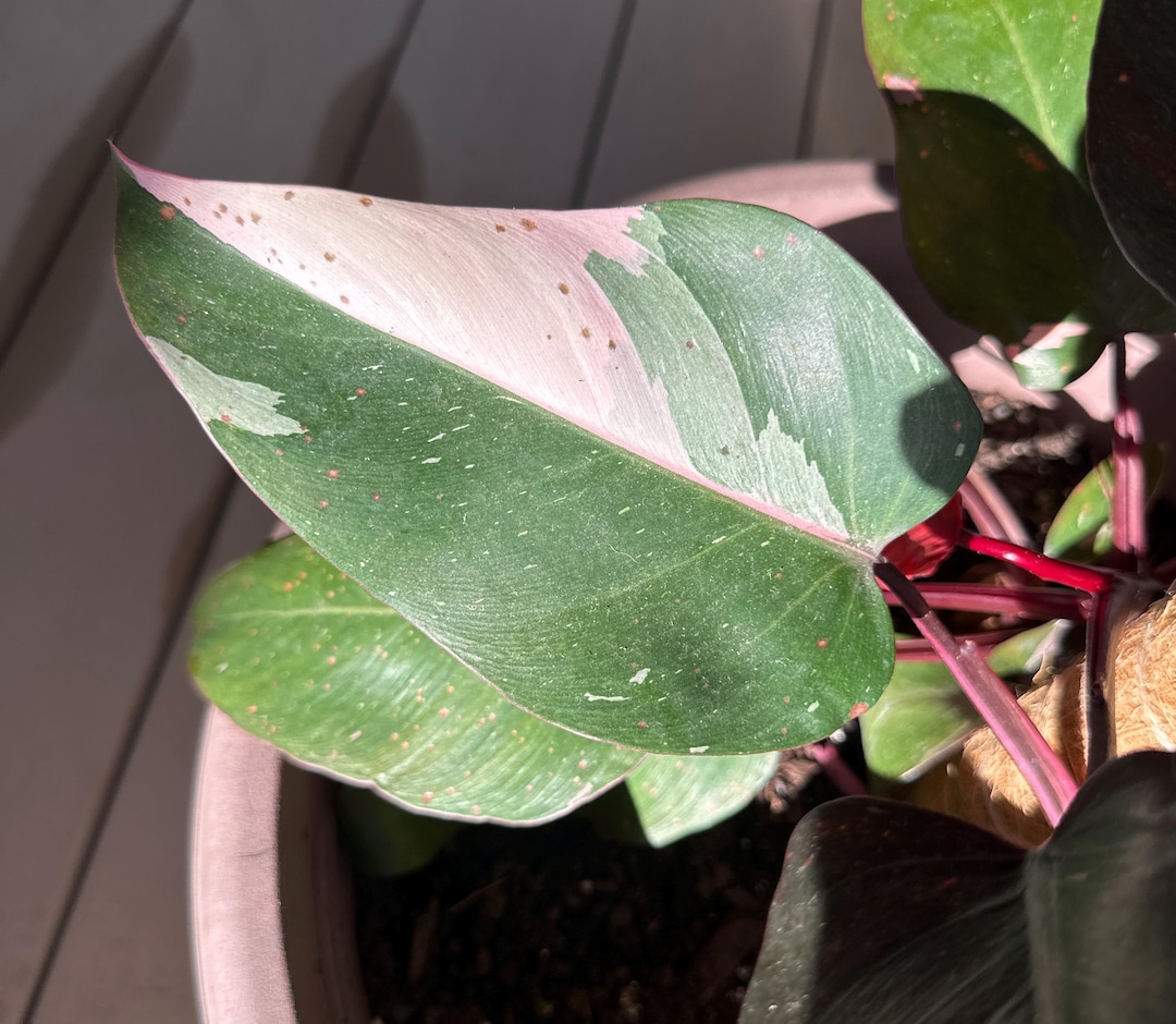 Philodendron Pink Princess Cutting | Philodendron Pink | Philo Pink ...