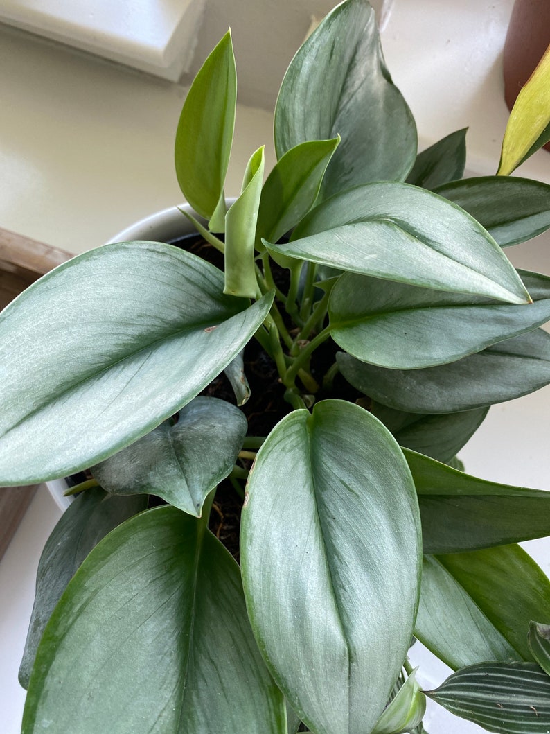Cuttings Pothos Philodendron Monstera Brazil Micans | Etsy