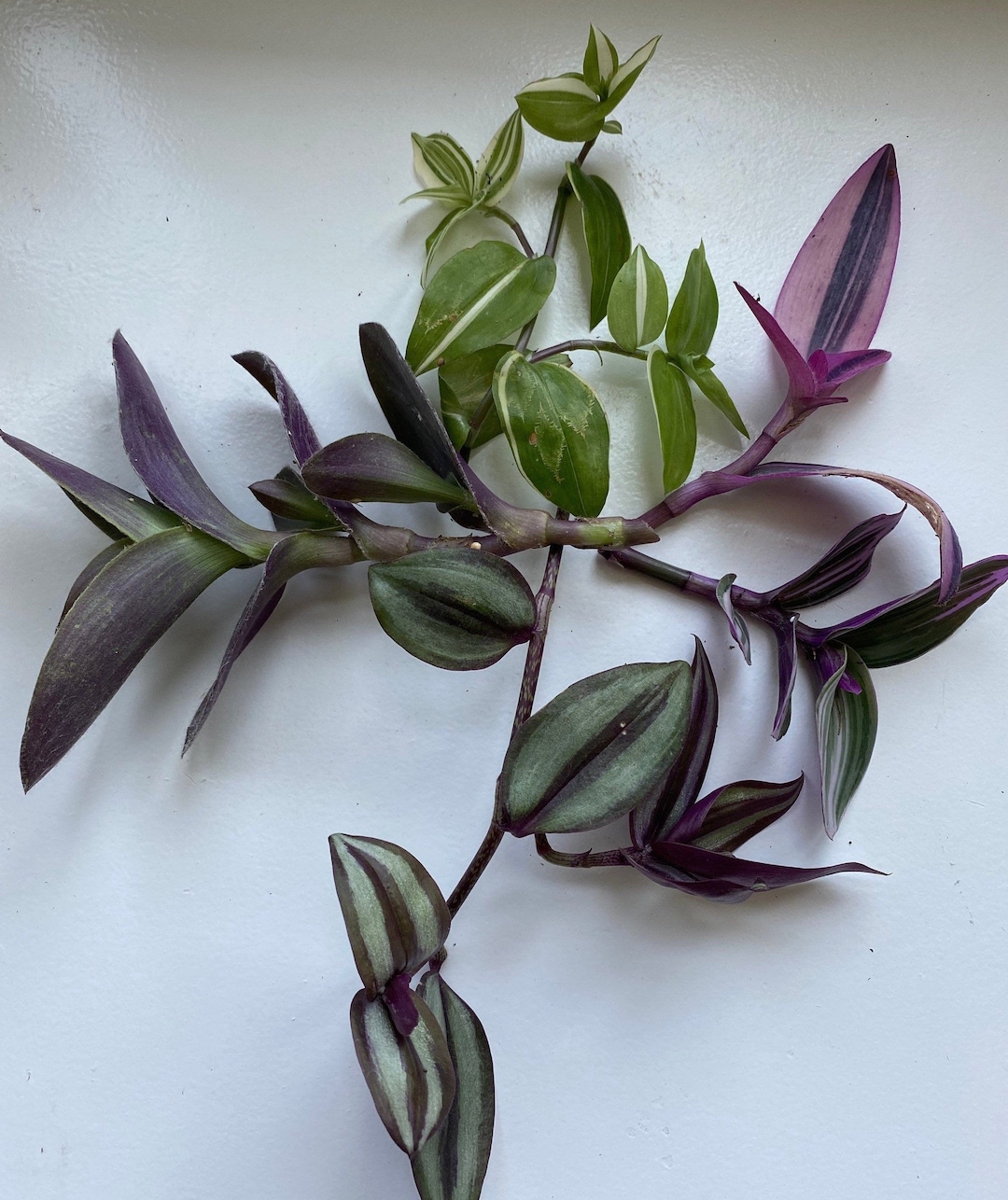 Cuttings Tradescantia Inch Plants | Nanouk | Zebrina | Pale Puma | Baby ...