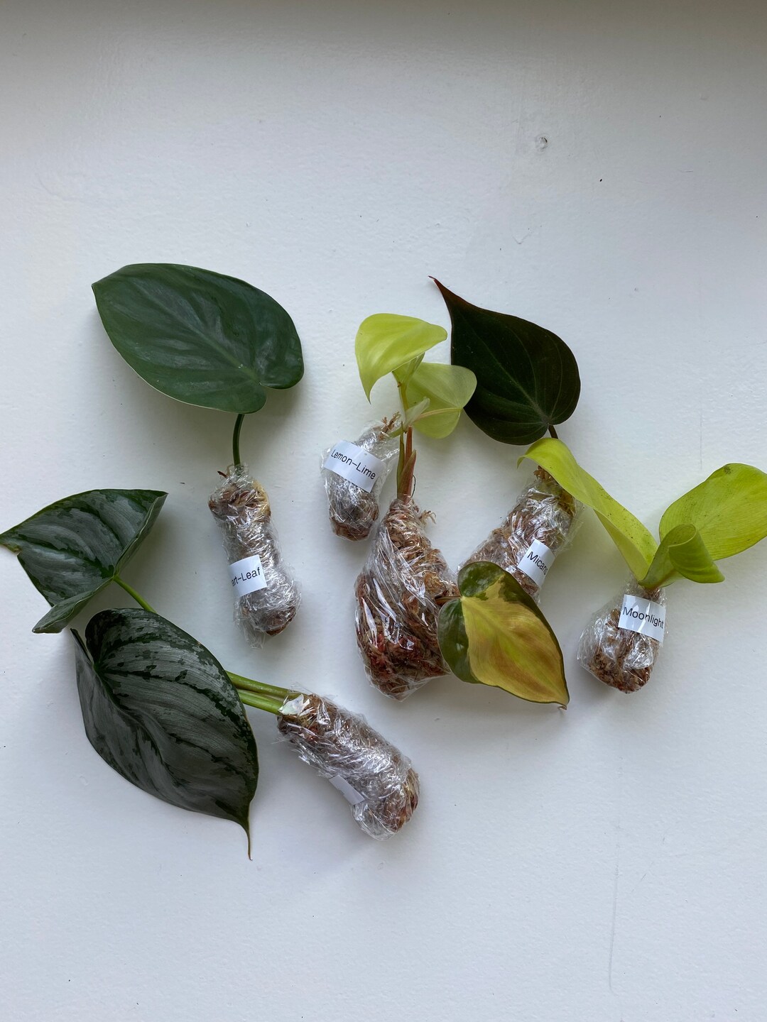 Cuttings - Pothos, Philodendron, Monstera, Brazil, Micans, Silver ...