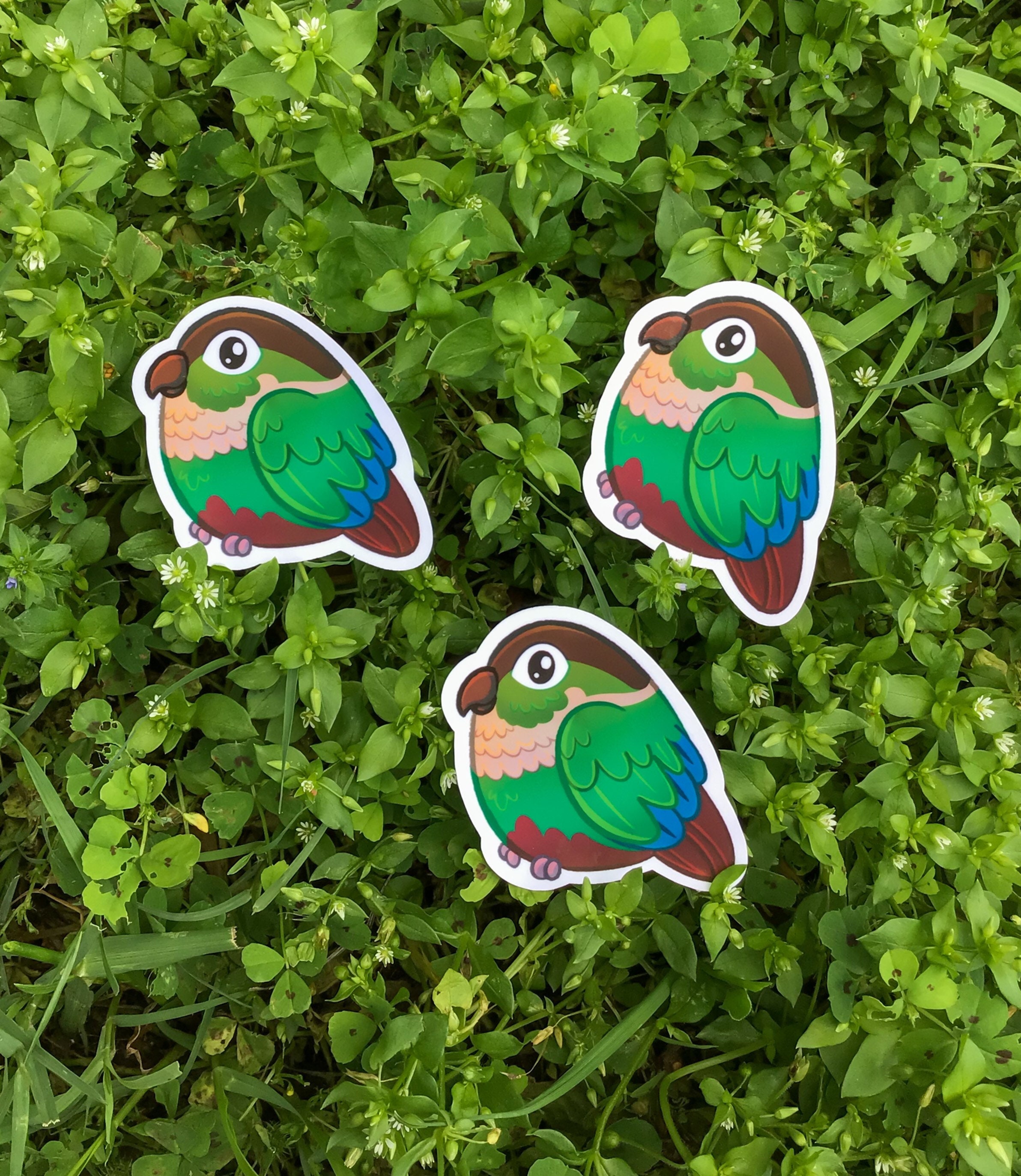 Green Cheek Conure Sticker/White Matte Impermeable Vinyl Decal - Etsy ...