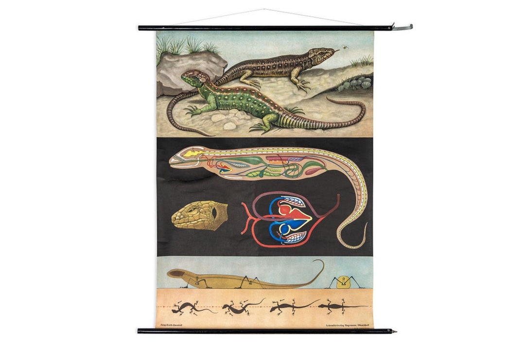 Original Vintage School Wall Map Sand Lizard Anatomy Poster - Etsy