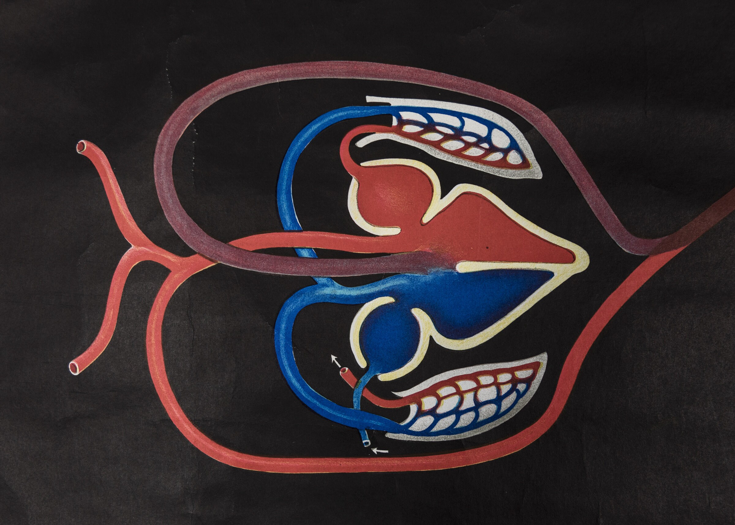 Original Vintage School Wall Map Sand Lizard Anatomy Poster - Etsy