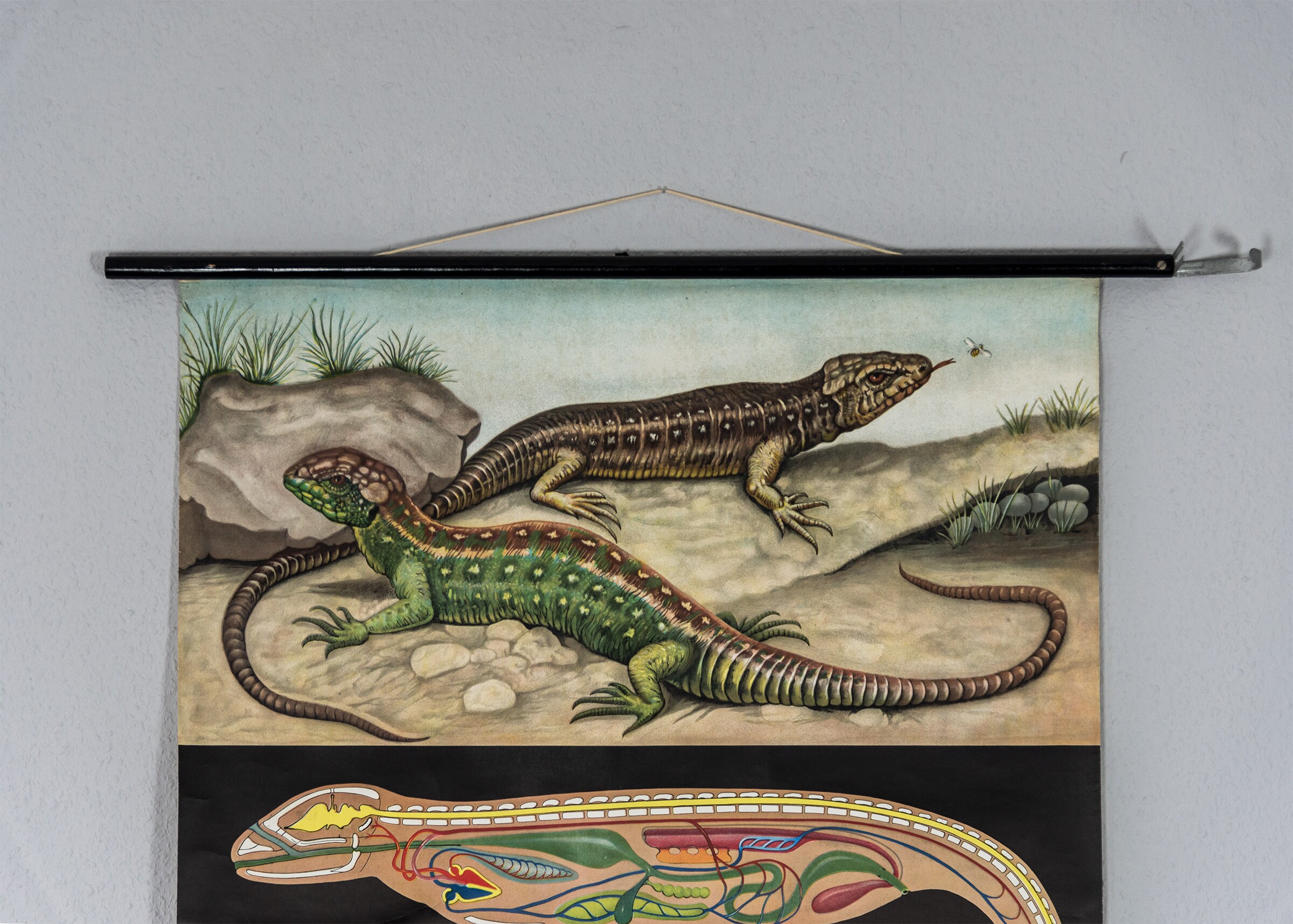 Original Vintage School Wall Map Sand Lizard Anatomy Poster - Etsy