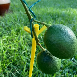 Fruit Tree, Plant Branch Support. Branch Holder. Plant Branch Holder ...