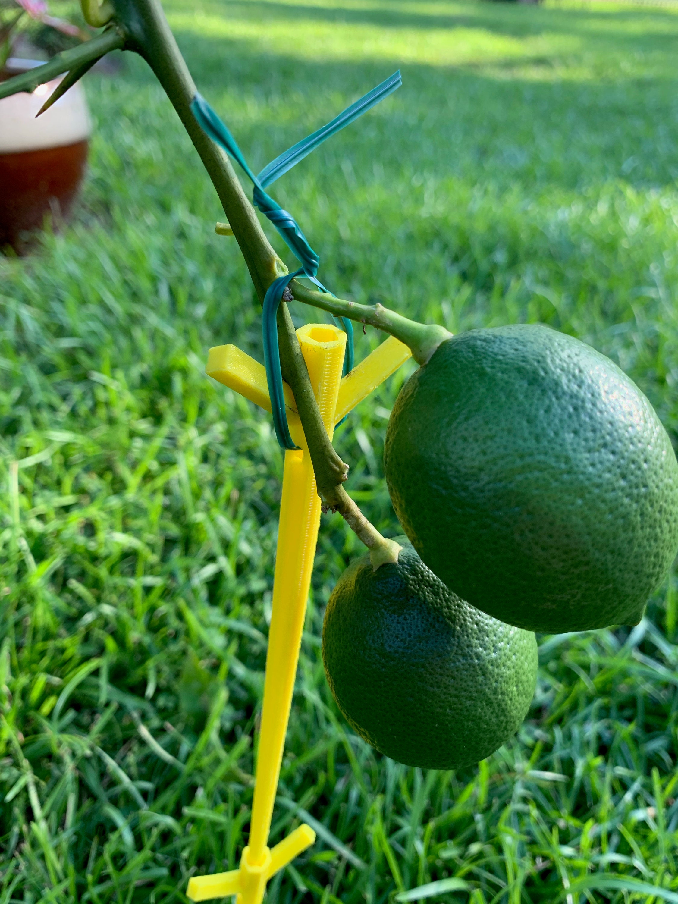 Fruit Tree, Plant Branch Support. Branch Holder. Plant Branch Holder ...