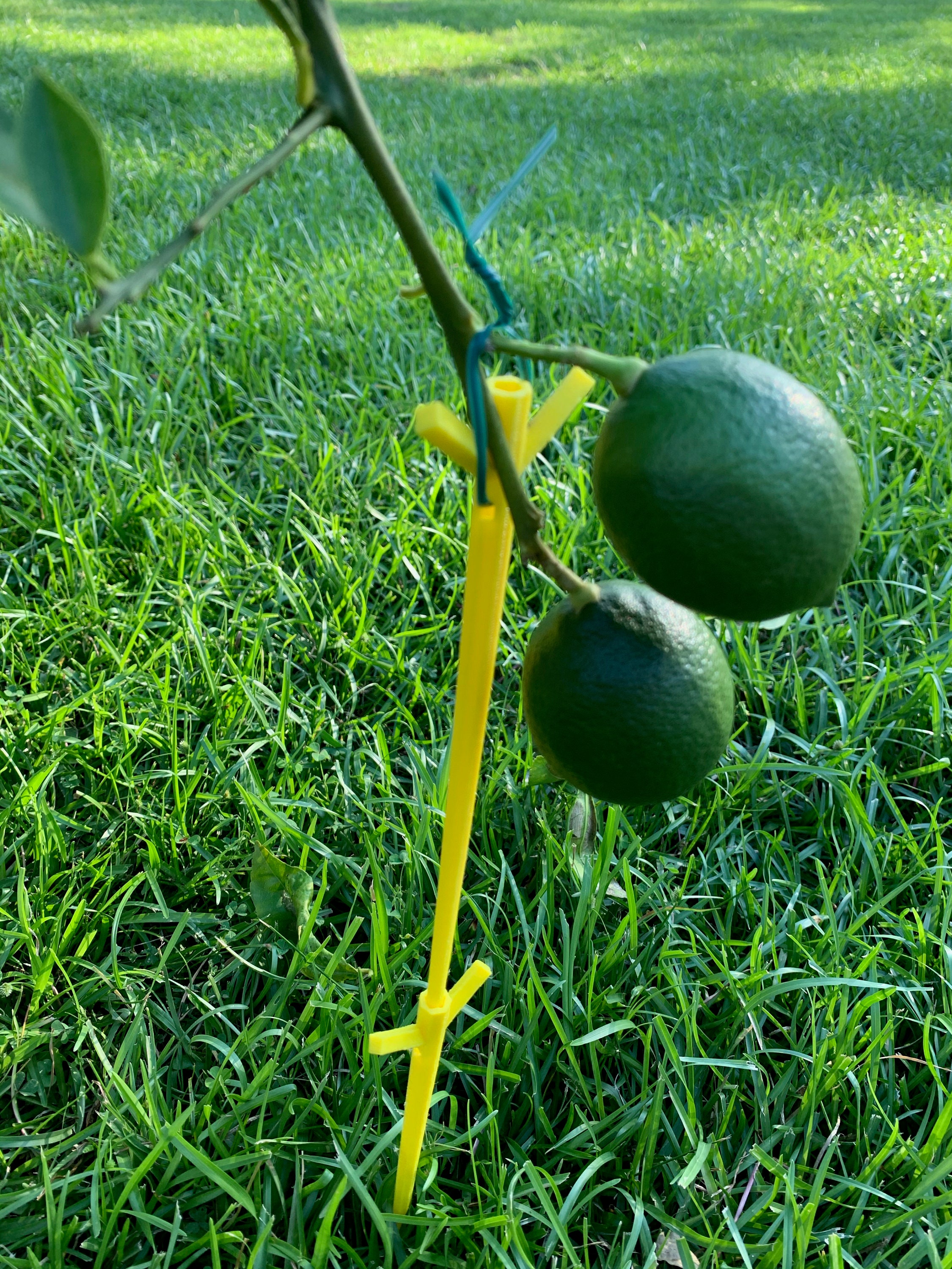 Fruit Tree, Plant Branch Support. Branch Holder. Plant Branch Holder ...