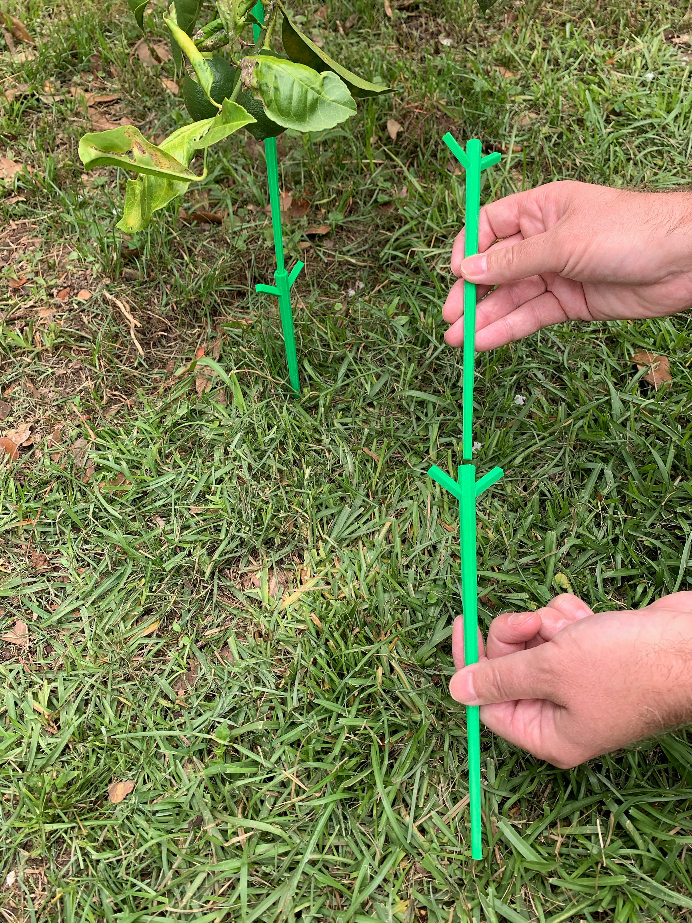 Fruit Tree, Plant Branch Support. Branch Holder. Plant Branch Holder ...