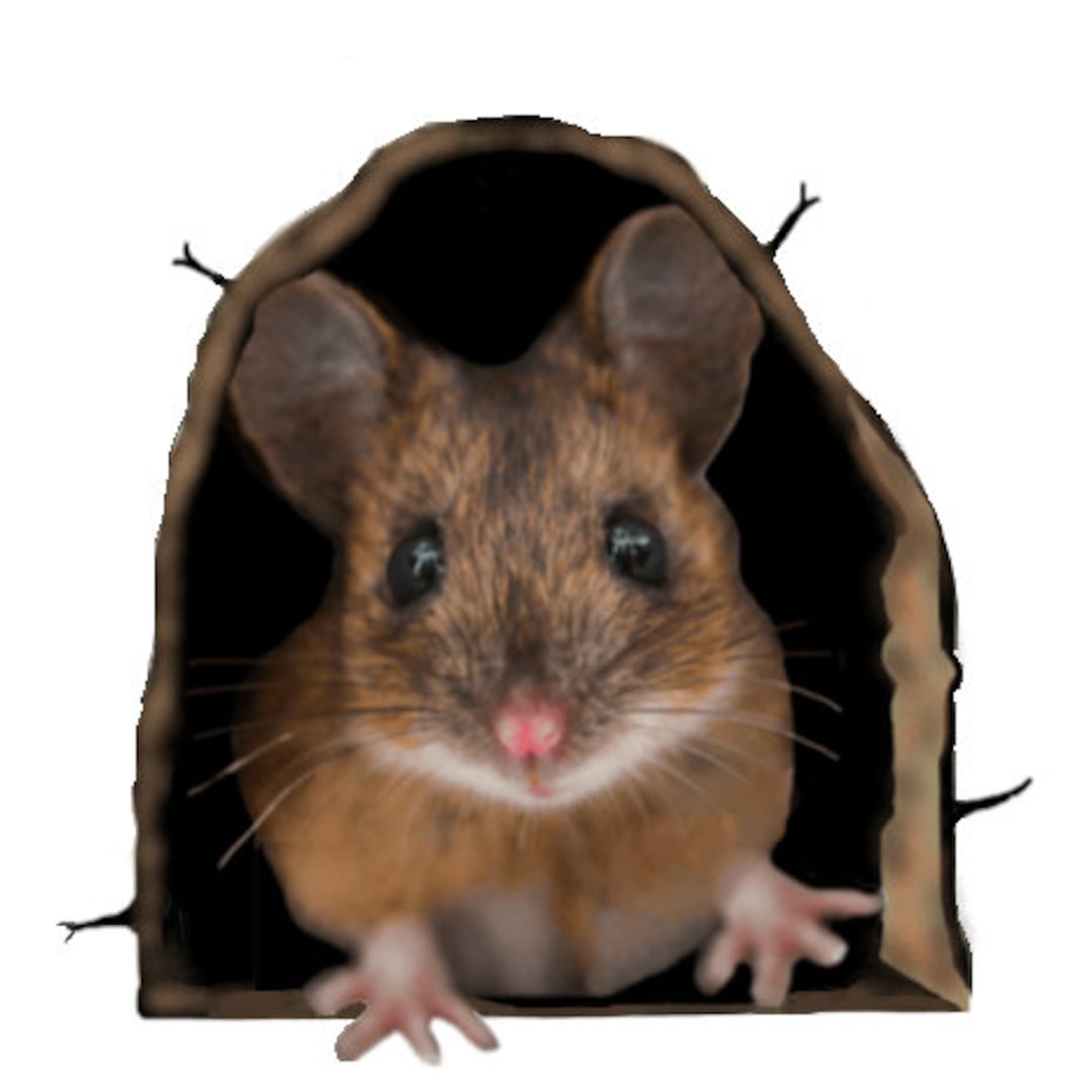Cute Mouse Leaving His Hole Transparent Vinyl Decal "trompe L'oeil" 2.8 ...