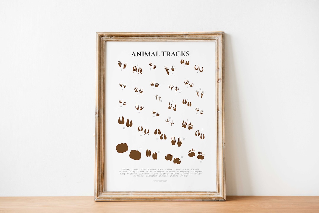 Animal Tracks Educational Posters Wall Art, Footprints, Playroom Prints ...