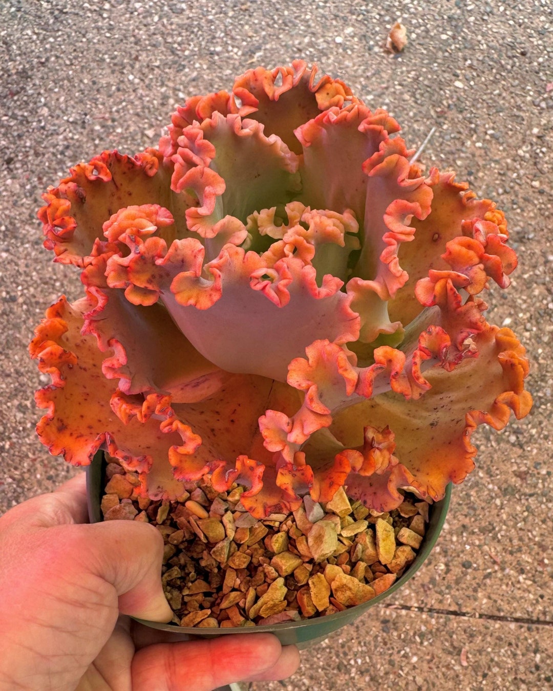 Large Echeveria Gorgons Grotto Rare Established Gibbiflora Naturally ...
